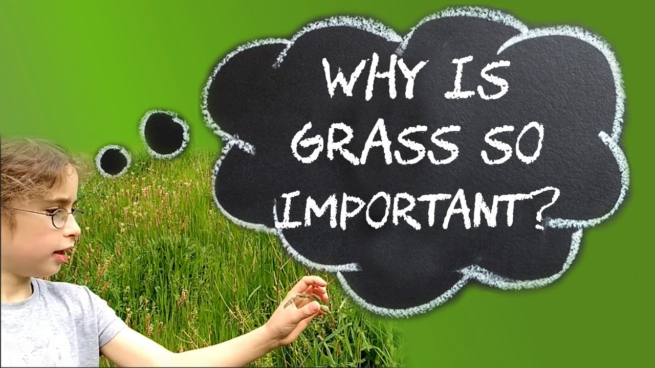 Why is grass so important? Global Science Show on Biodiversity by Wilf ...