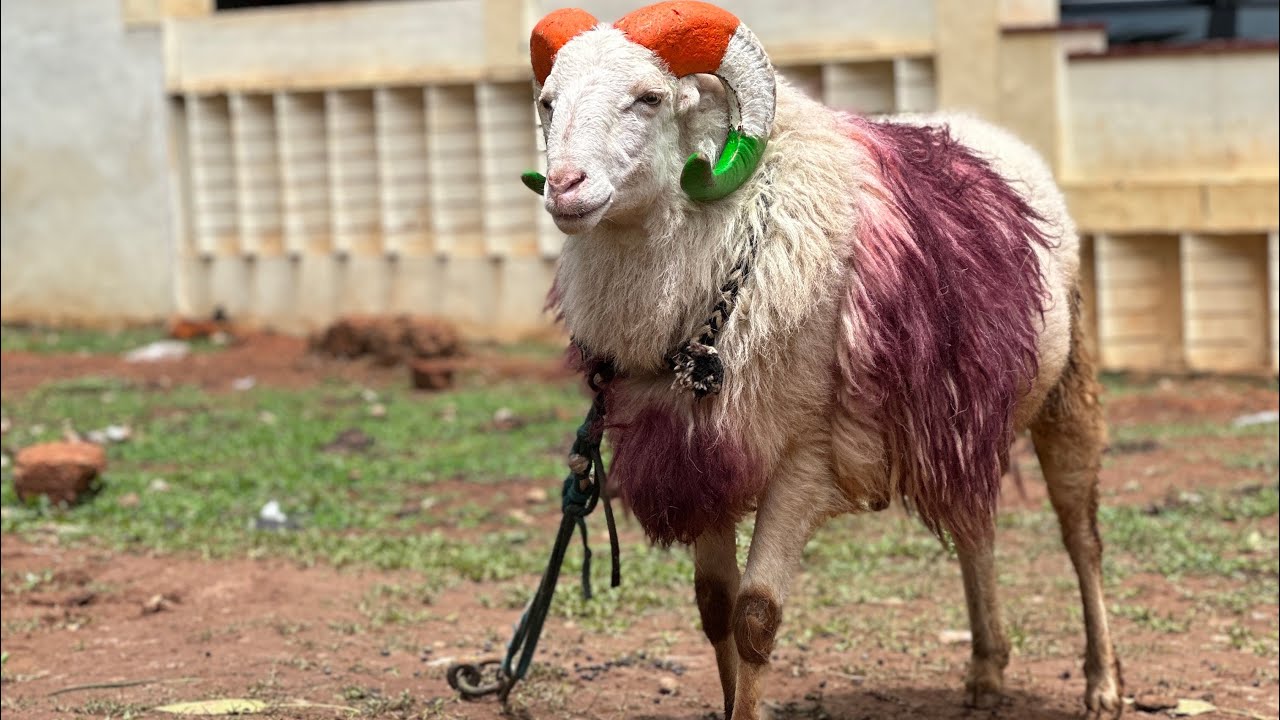 Karnataka breed Bakraeid special sheep 8 Teeth soldout - YouTube