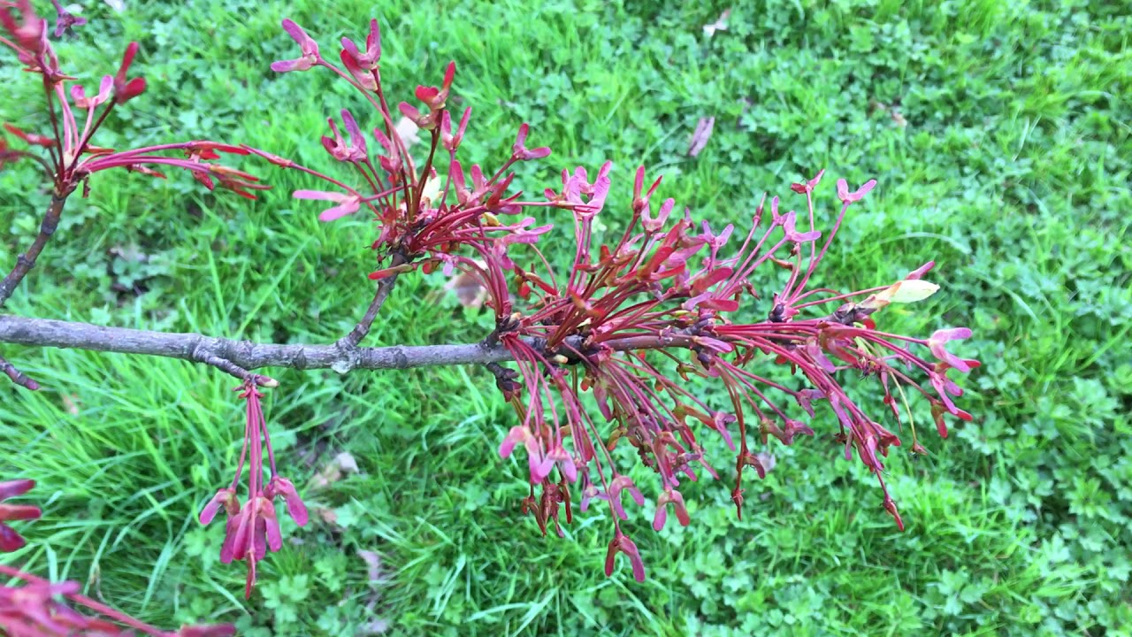 Red maple (Acer rubrum) - samaras - April 2018 - YouTube