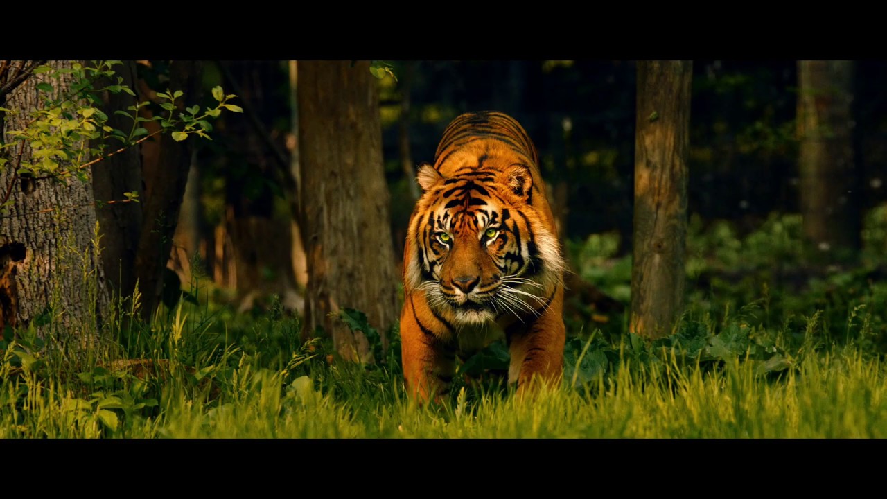 Become an Expert at Wild Encounters! - YouTube