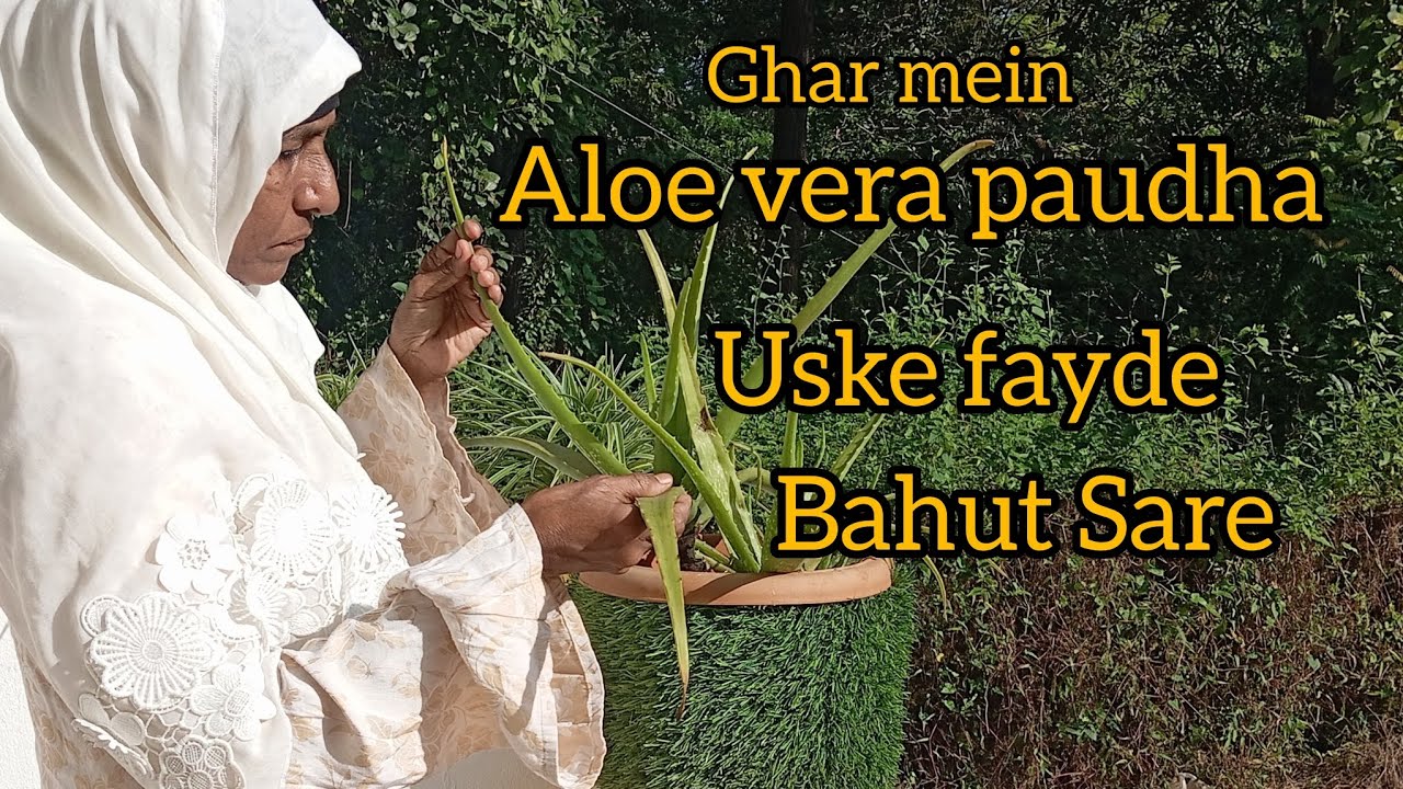 Ghar mein aloevera ka paudha Uske bahut Sare fayde ...