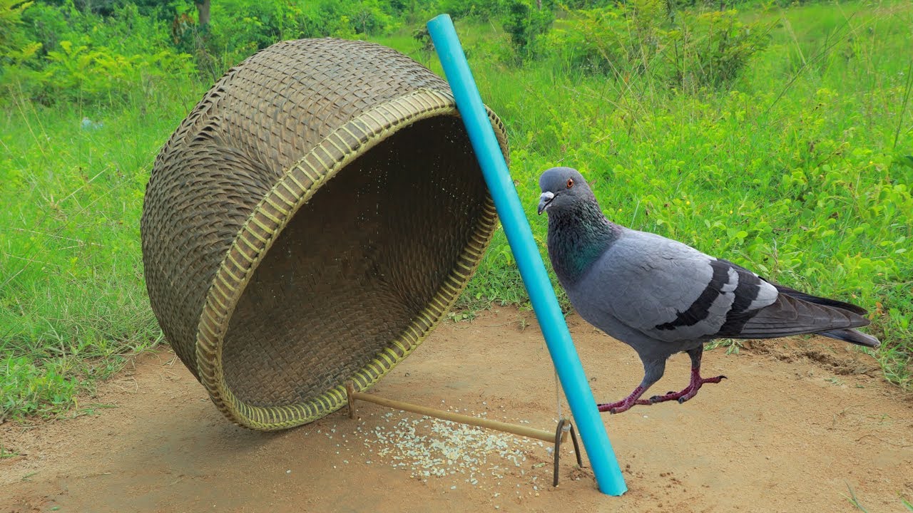 Easy Catch Pigeon Bird By Basket And PVC Pipe - DIY Quick Bird Trap ...