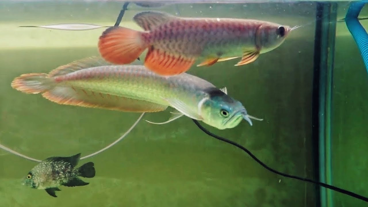 I Finally Got My SECOND AROWANA for My Amazon Monster Tank!! 🤯🔥 - YouTube