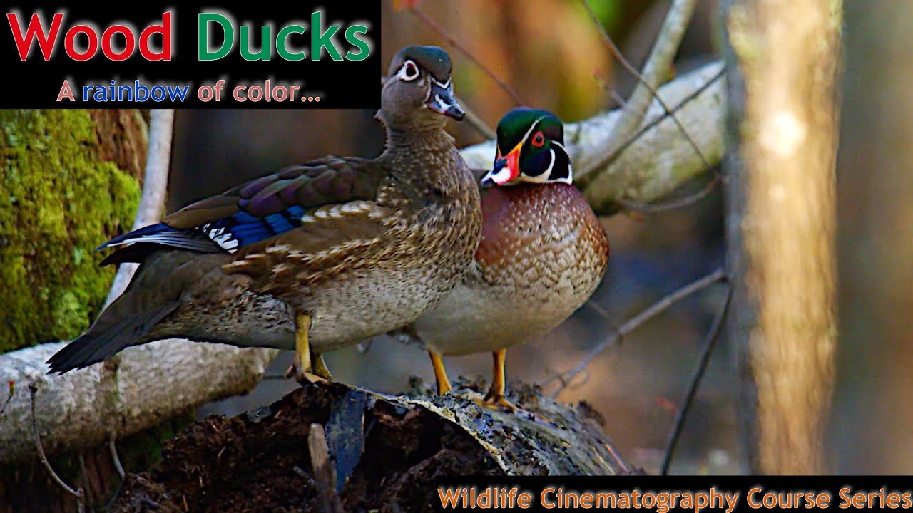 Wood Ducks, A Rainbow Of Color - YouTube
