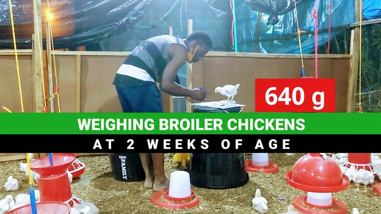 Weighing Your Chickens at 2 Weeks, and What You Should Get! - YouTube