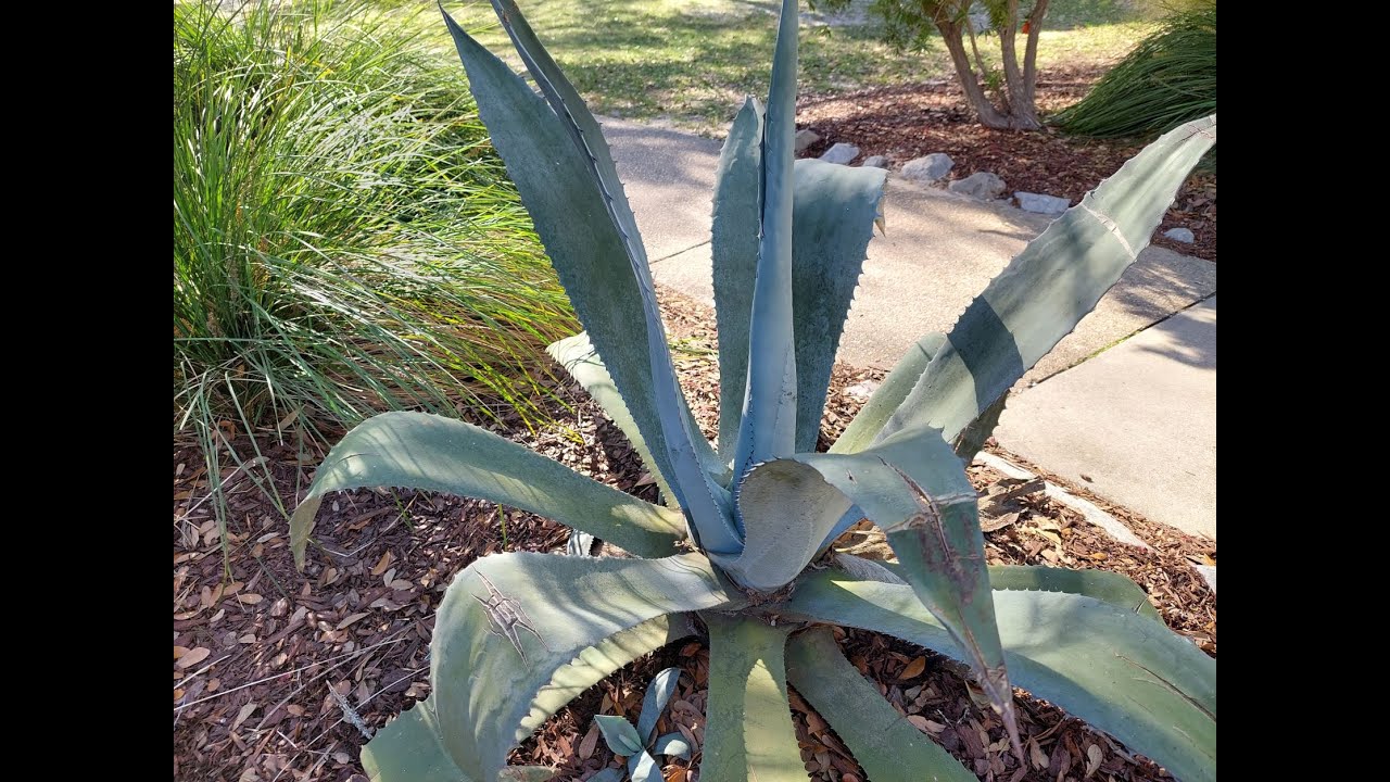 CENTENNIAL PLANT (CACTUS PLANT) - YouTube