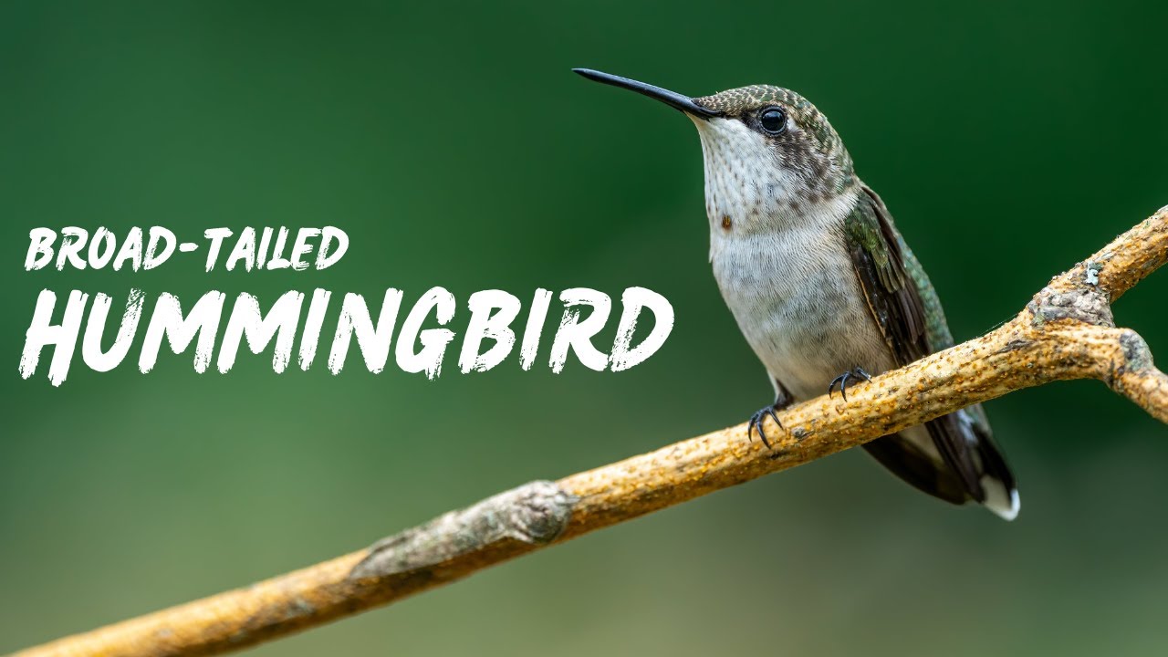 Nature's Gem | The Allure of the Broad-tailed Hummingbird | Unique Bird ...