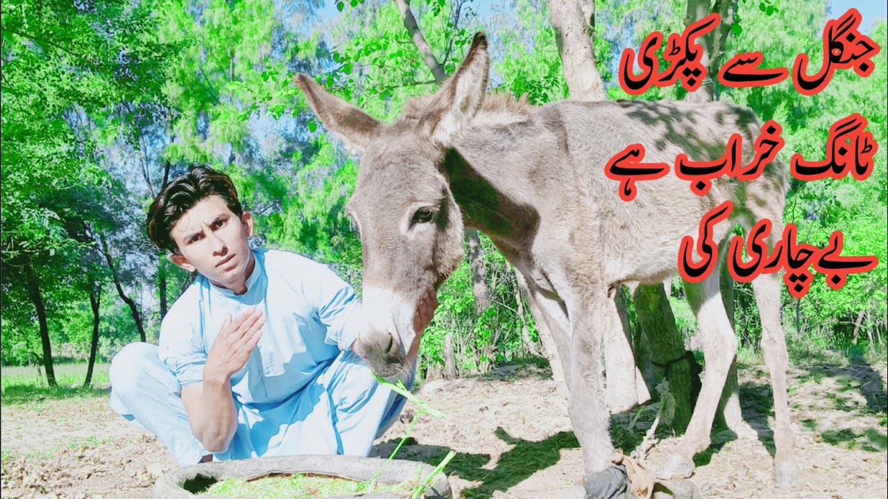 Jungle Se Injured Donkey 🐴 Pakra||Leg Injured Hai Bechari Ki😭 - YouTube
