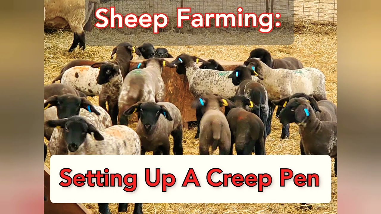 Sheep Farming: Setting Up A Creep Pen - YouTube