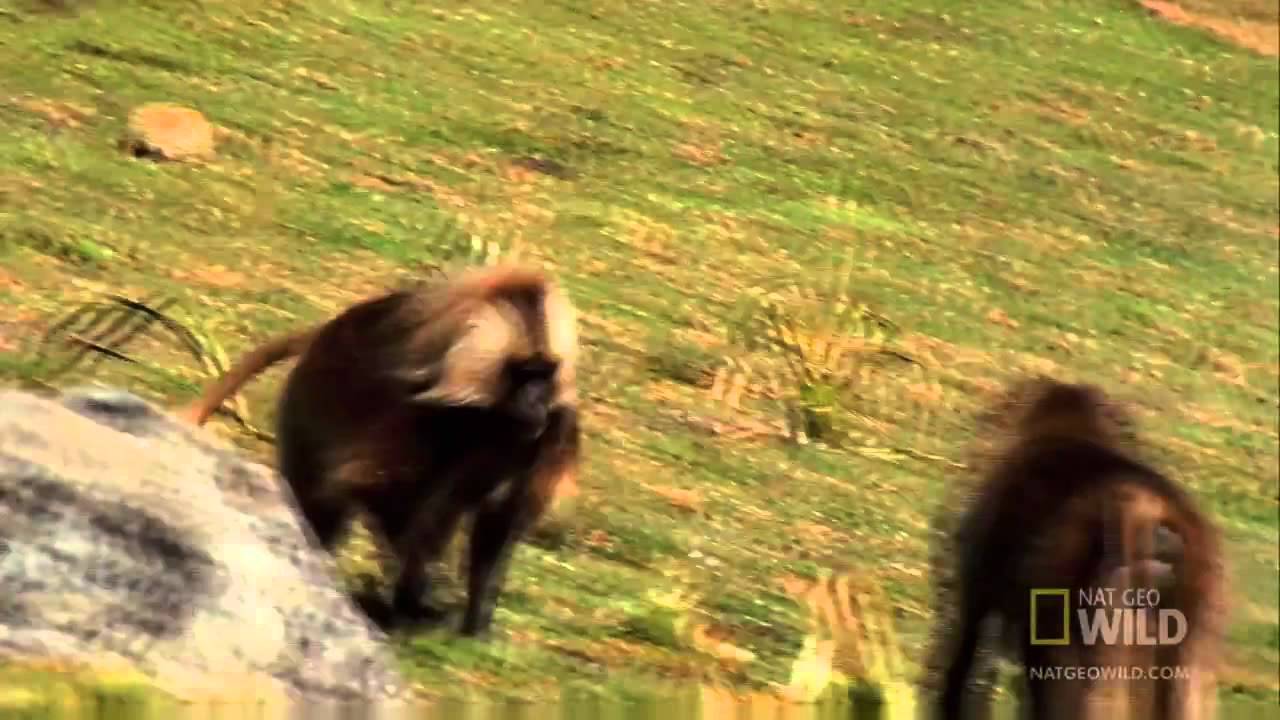 World's Deadliest Gelada vs Gelada - YouTube