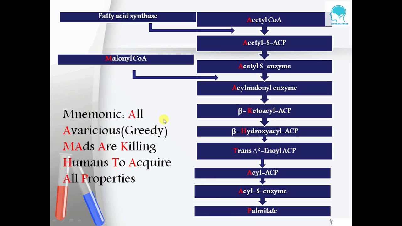 Fatty Acid Synthesis-Palmitate (Memorize within 1min) - YouTube