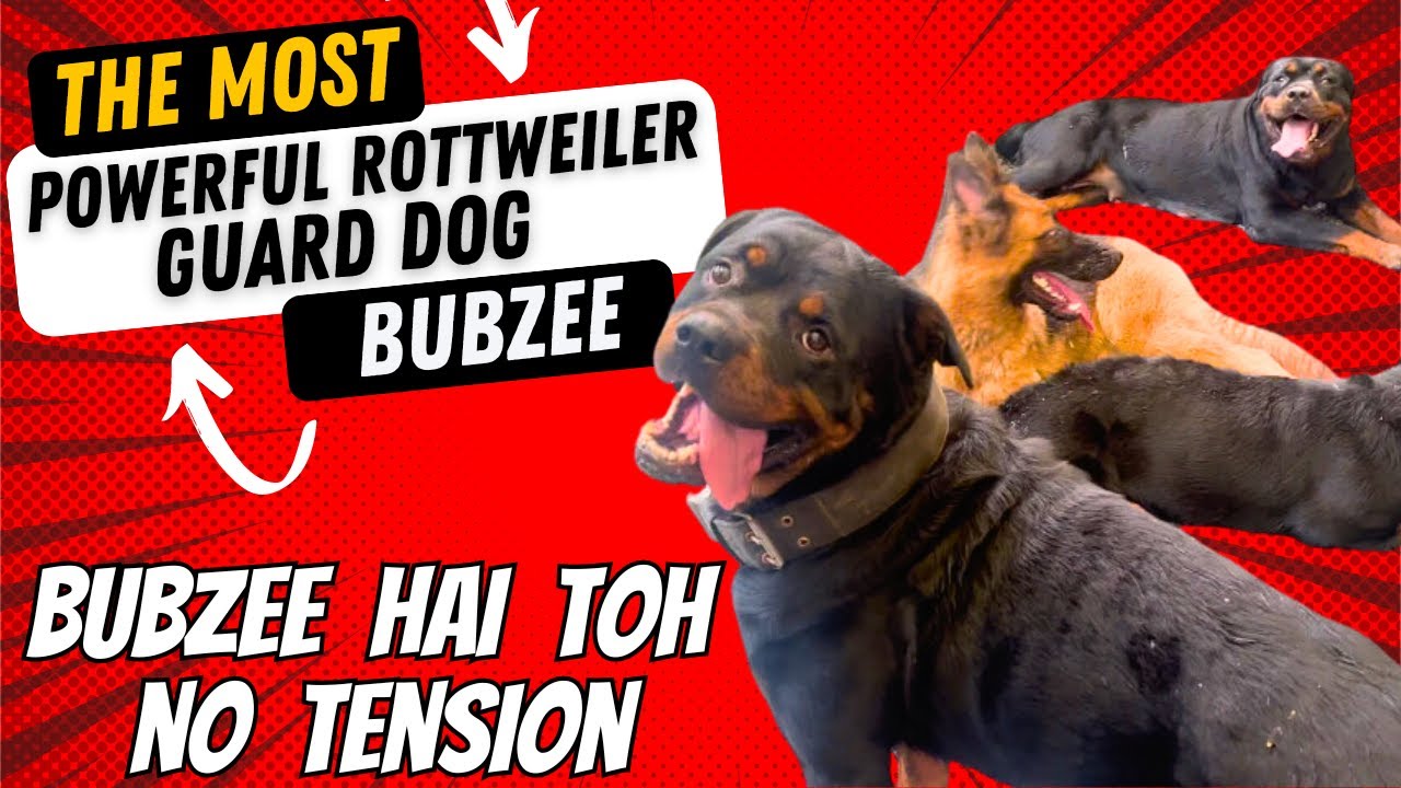 Rottweiler Bubzee Ke Guarding Skills Hain Best: Hum Se Befikar Hoke ...