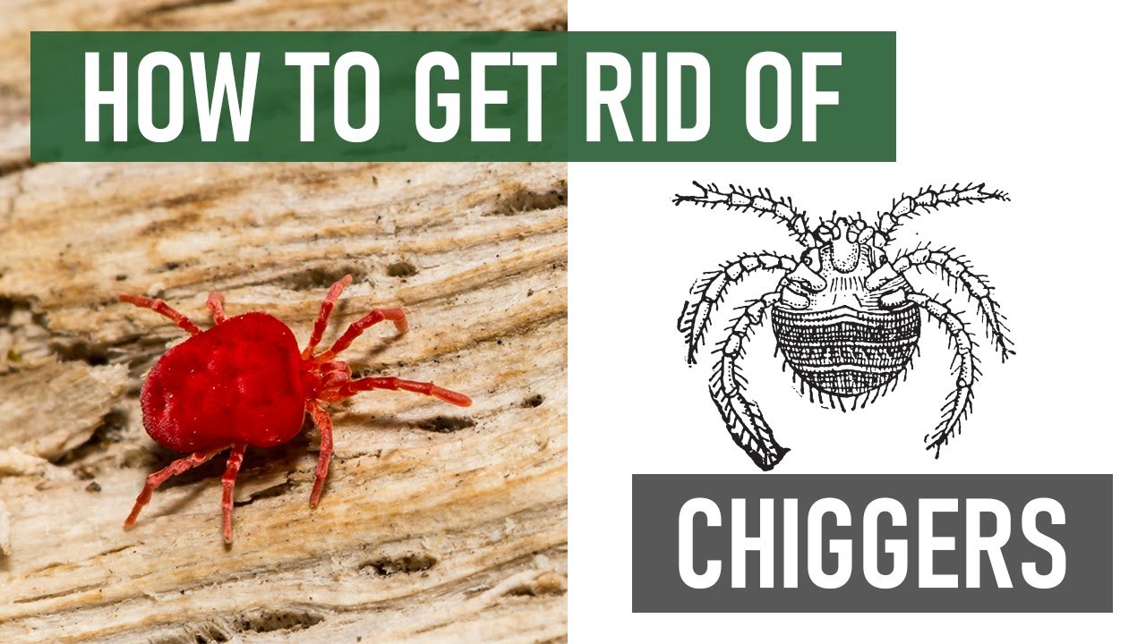 How To Get Rid Of Chiggers On Your Dog