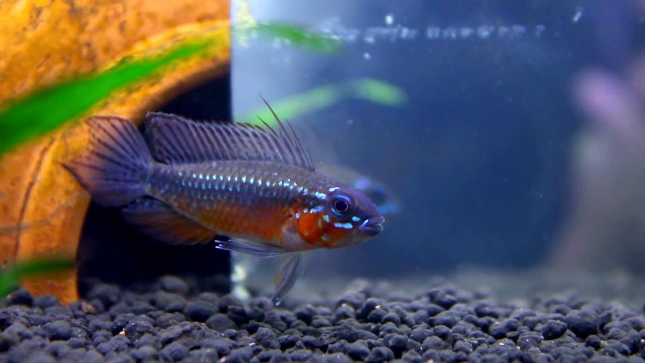 Apistogramma elizabethae. - YouTube