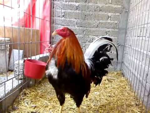 Gallo Andres huron con gallinas Albany - YouTube