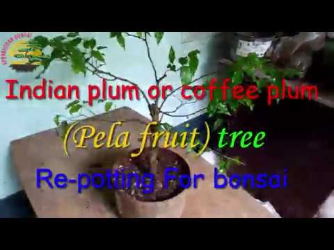Indian plum or coffee plum (Pela fruit) tree Re-potting for bonsai ...