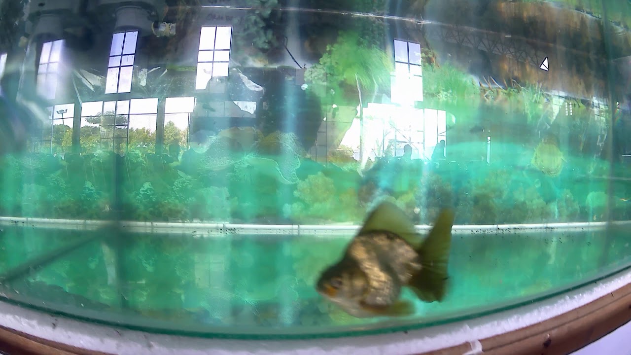RYUKIN BABY GOLDFISH COMPETITION 2018 TULUNG AGUNG - YouTube