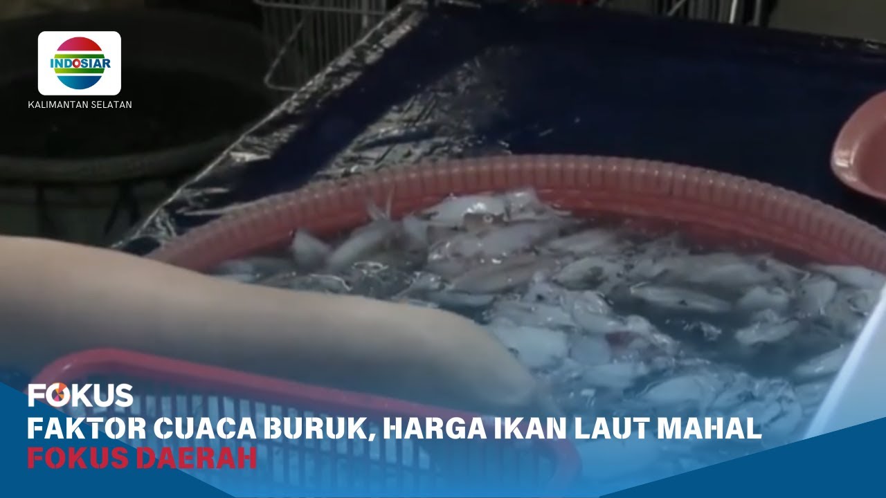 FAKTOR CUACA BURUK, HARGA IKAN LAUT MAHAL | FOKUS DAERAH - YouTube