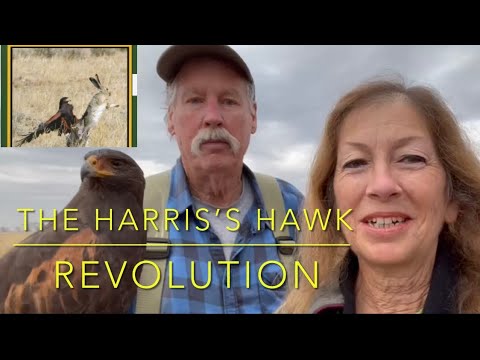 FALCONRY: Harris’s Hawk revolution: Book intro by the authors - YouTube