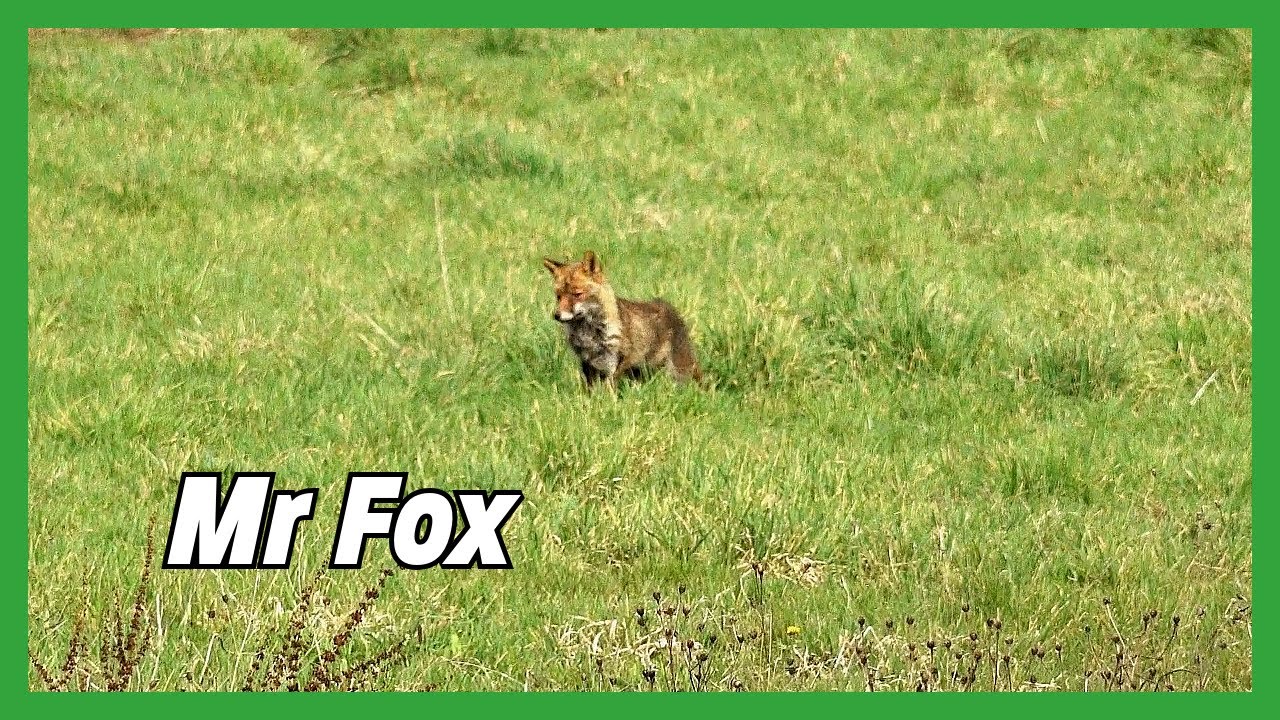Rough looking Fox in our field - YouTube