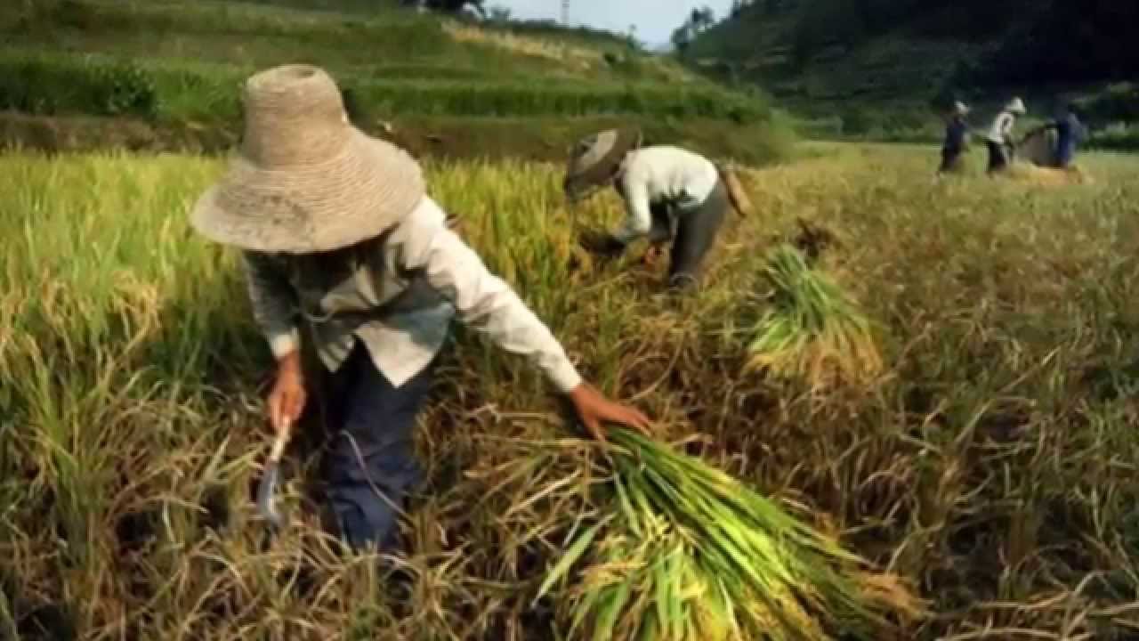 China’s rural-urban intensification. Envisioning the habitat of the ...