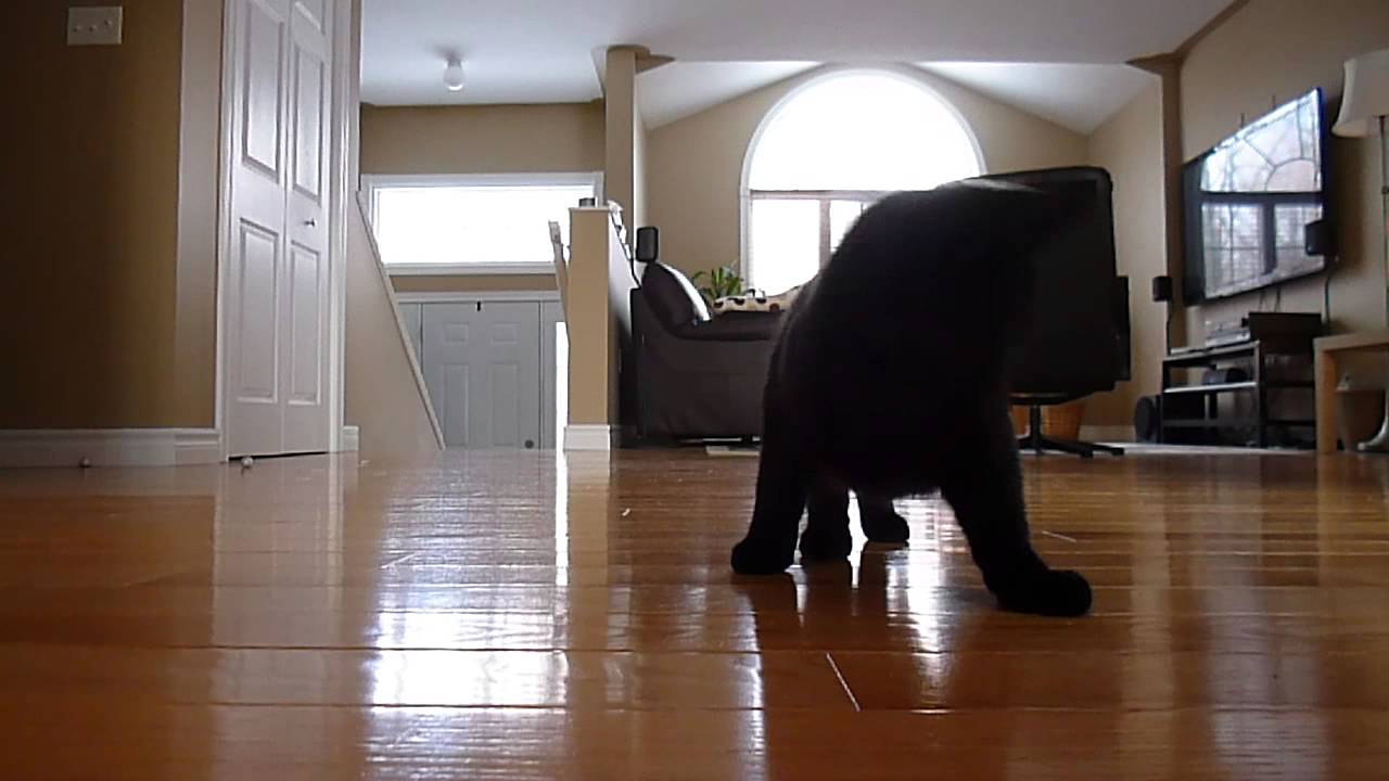 Cat Tap Dancing to Laser Pointer - YouTube