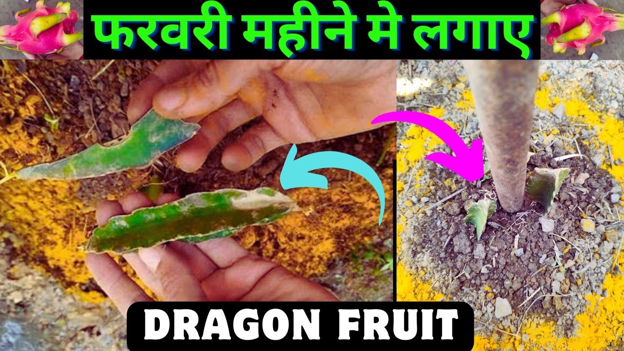 How To Grow Dragon Fruit | कमलम फल कैसे लगाए |Bishnu's Garden - YouTube