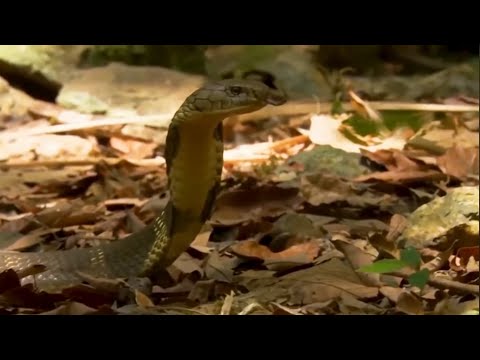 Dünyanın ən uzun zəhərli ilanı - Kral kobra