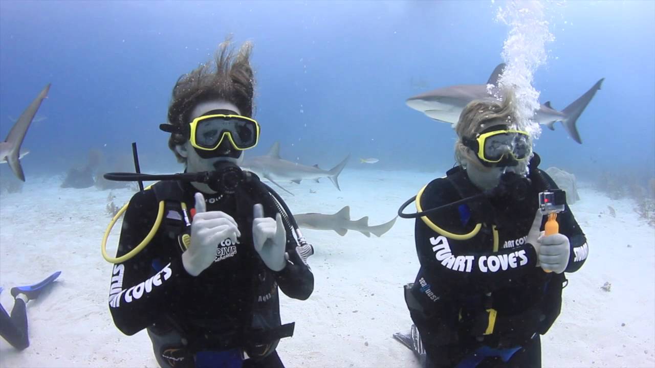 Stuart Cove's Shark Dive -Nassau, Bahamas - January 18, 2016 - YouTube
