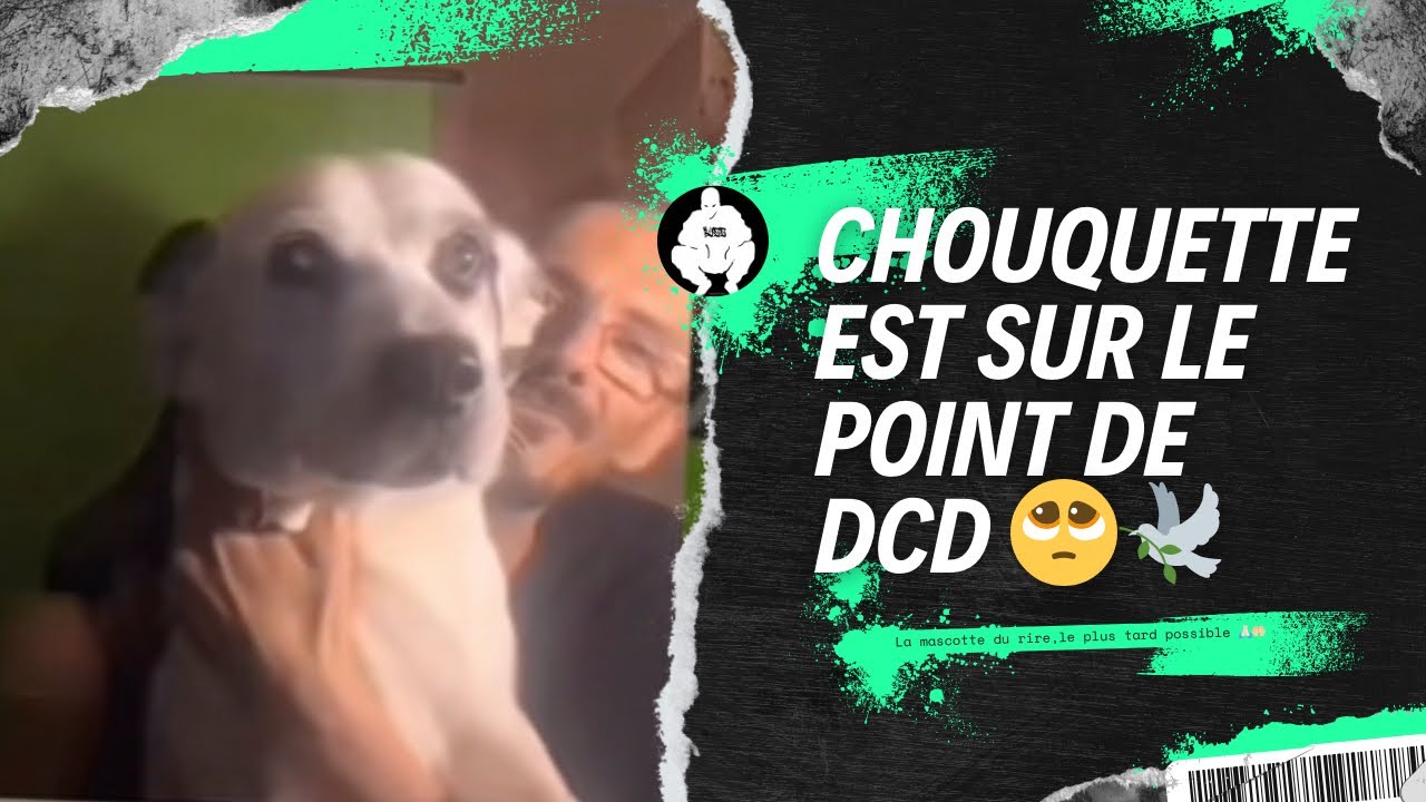CHOUQUETTE EST SUR LE POINT DE DCD 🥺🕊️ #jp #jeanpormanove #safine # ...