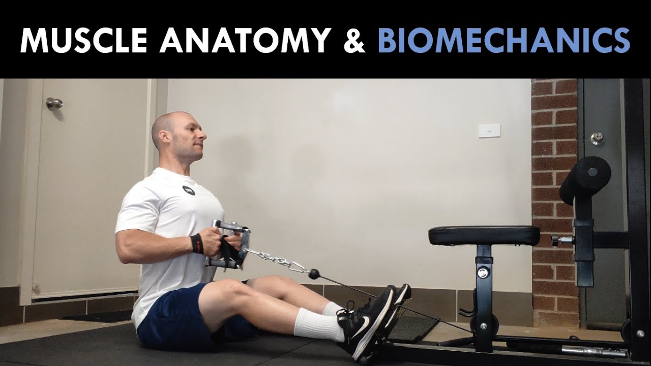 Muscle Anatomy & Biomechanics | Technique for Hypertrophy Training ...
