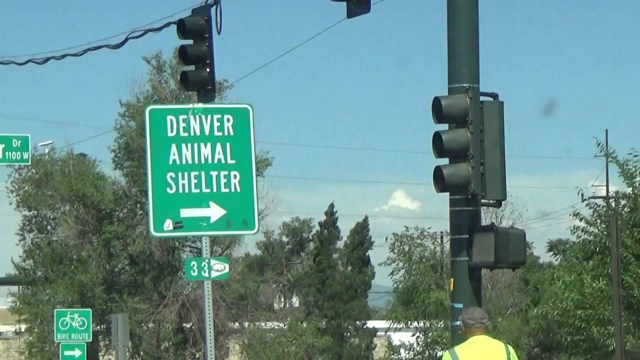 Animal Shelter Sign - YouTube