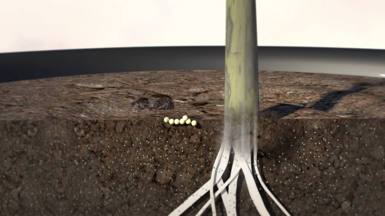 Met52® granular application - YouTube