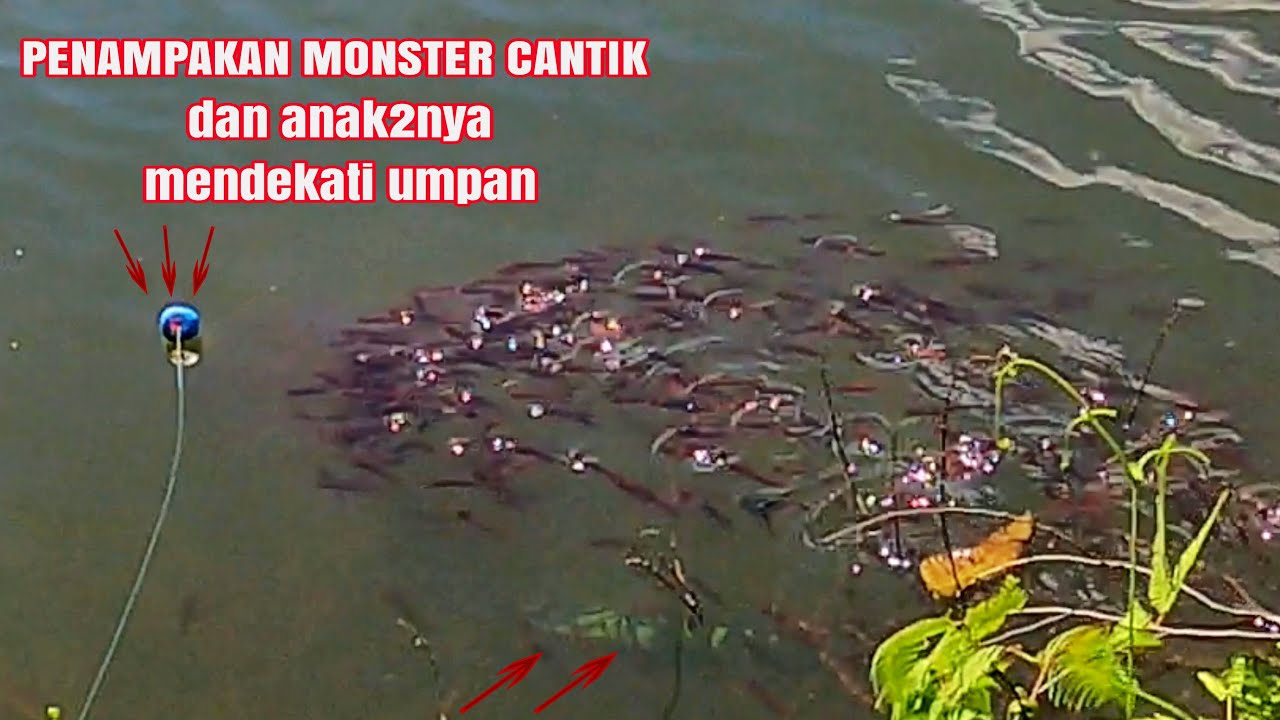 Pemandangan Langka saat Mancing ikan Toman || Melihat Toman Monster ...