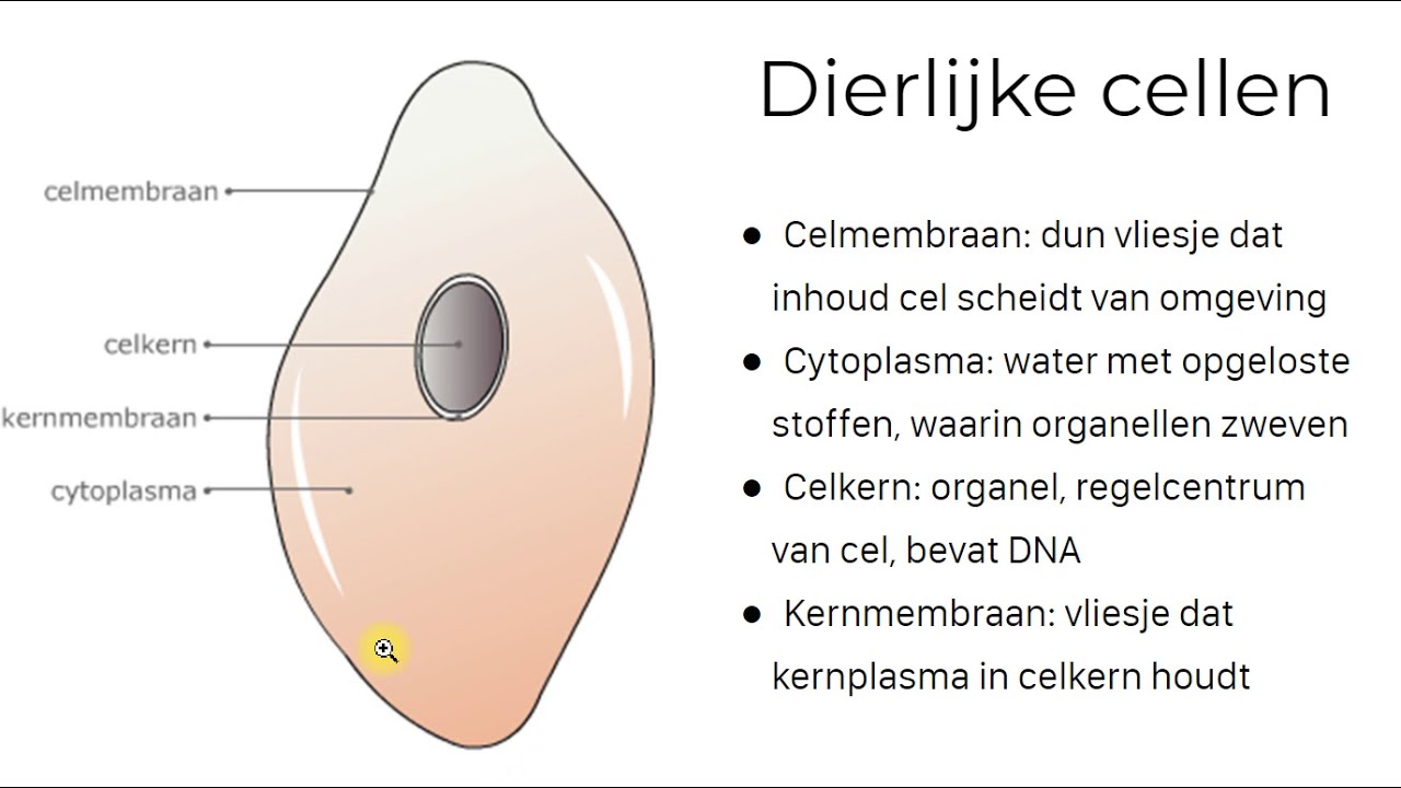Brugklas - BvJ Max - T2 - Organen en cellen - YouTube