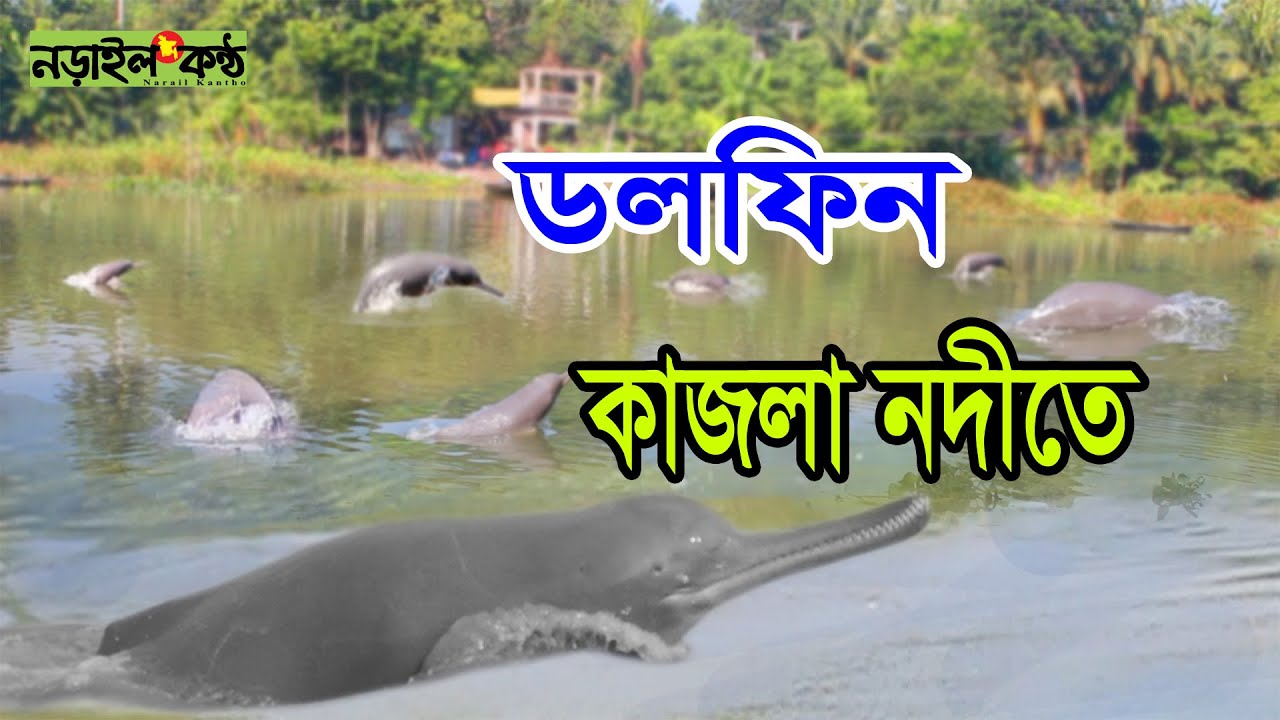 ডলফিন-শুশুক কাজলা নদীতে : Dolphin-shushuk in the River Kajla ...