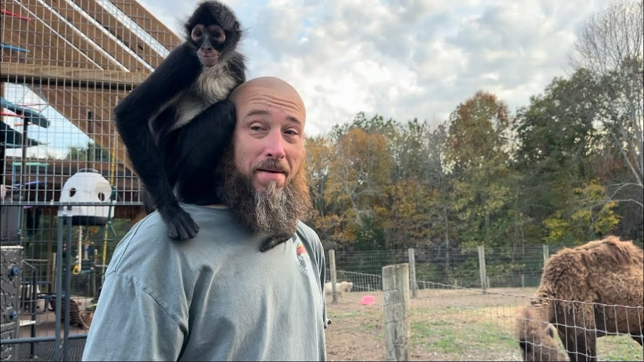 Monkey fun on the farm 🩵 #monkeys #animals #baby - YouTube