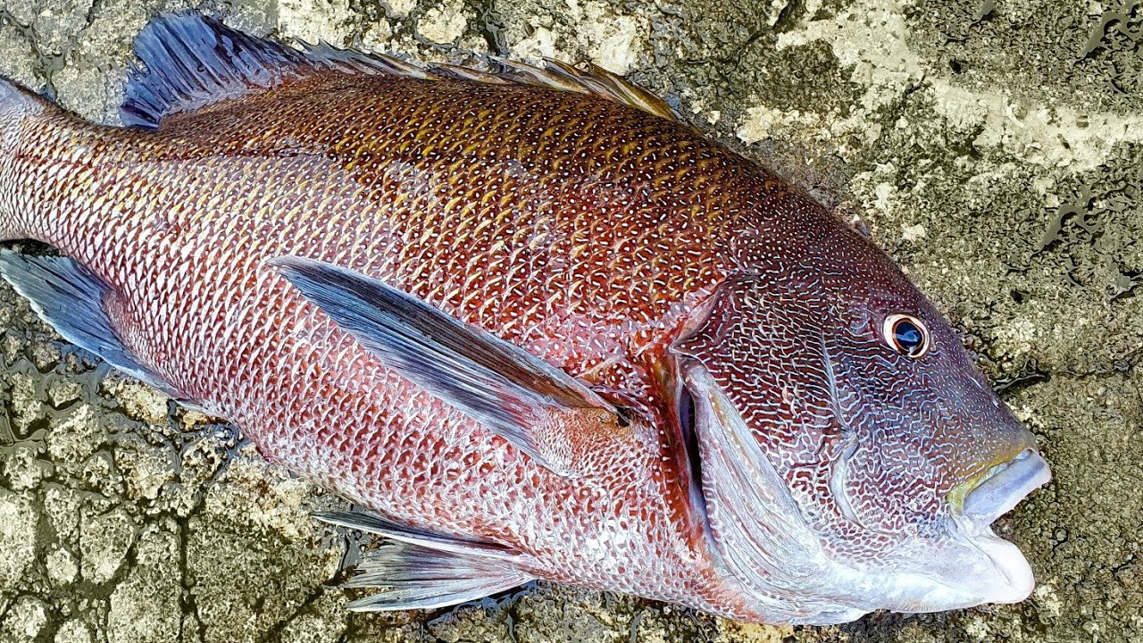 Huge 15lb Snapper Fish Cutting Skills |How to Cut Snapper Fish - YouTube