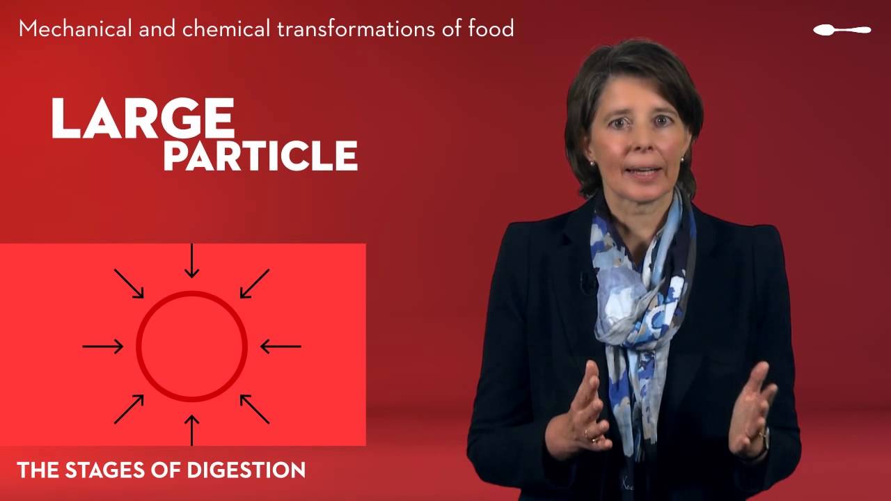 The digestive system - Mechanical and chemical transformation - YouTube