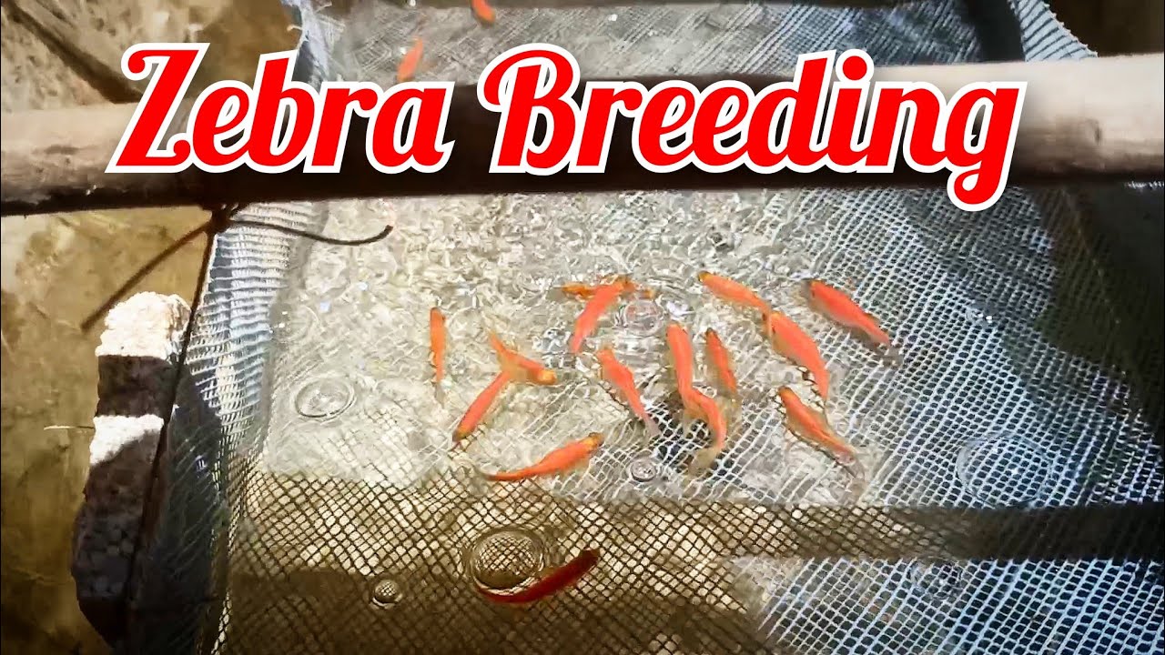 ️Zebra Fish Breeding ️ Zebra Fish Breeding at Home... - YouTube