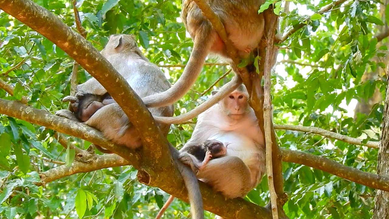 Mother Monkeys Jazzy and Button Care for Their Babies Together - YouTube