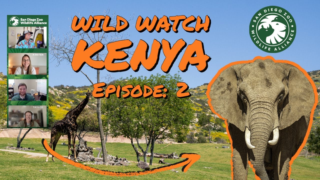San Diego Zoo: Wildwatch with Us Episode 2! - YouTube