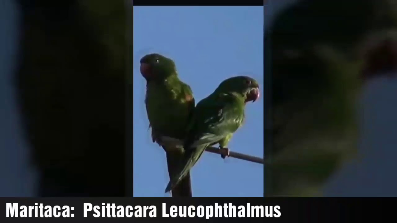 Canto de Pássaros: Maritaca verde/Pionus maximiliani.Part/04 - YouTube