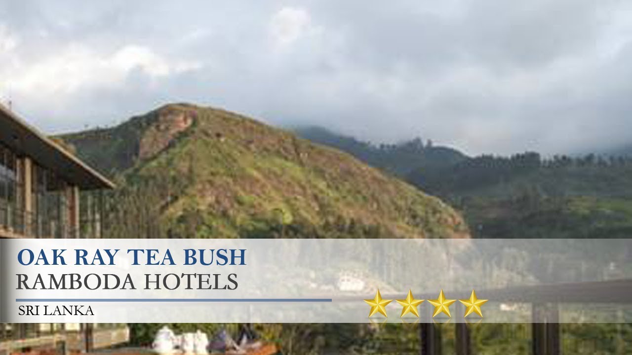 Oak Ray Tea Bush - Ramboda Hotels, Sri Lanka - YouTube
