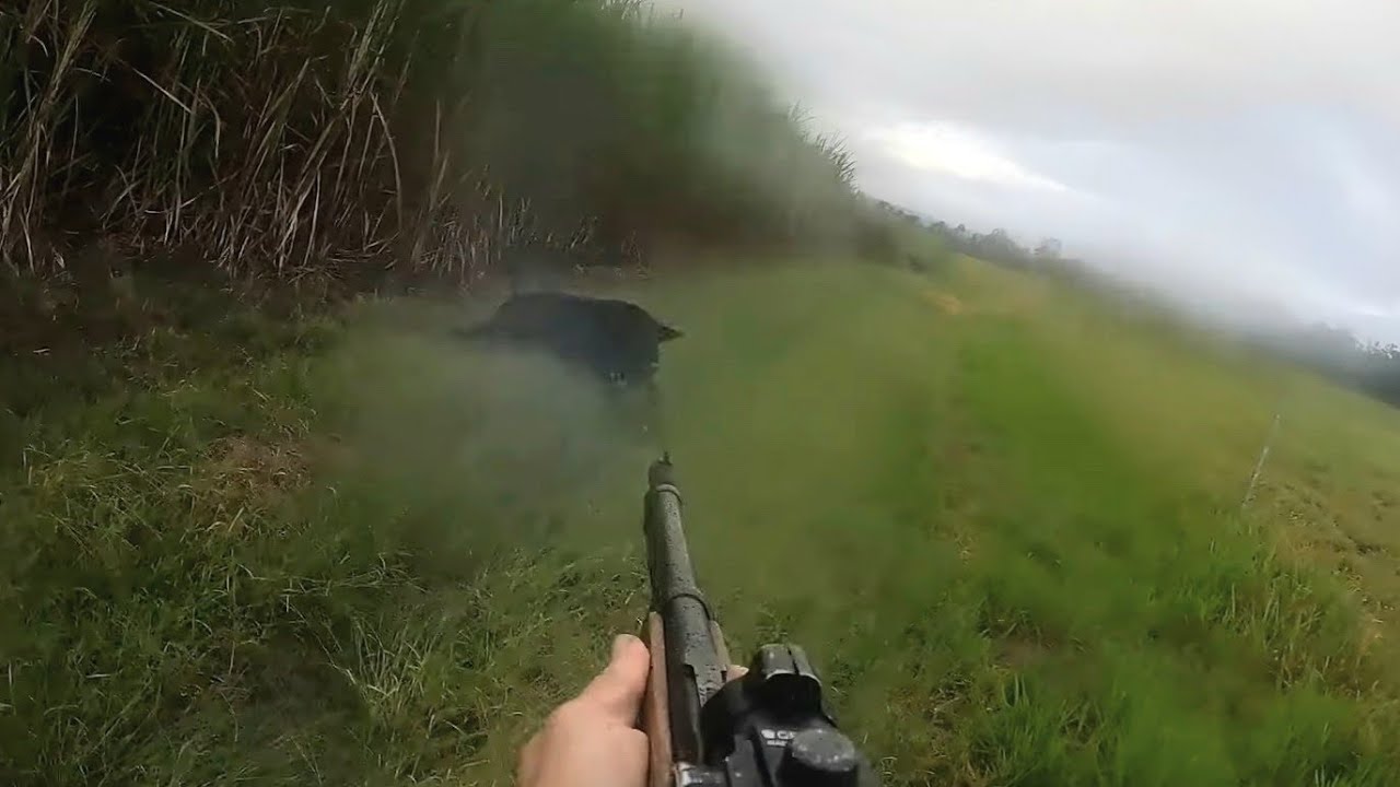 Rains Bringing Out the Boars, Pigging Australia ! ! - YouTube