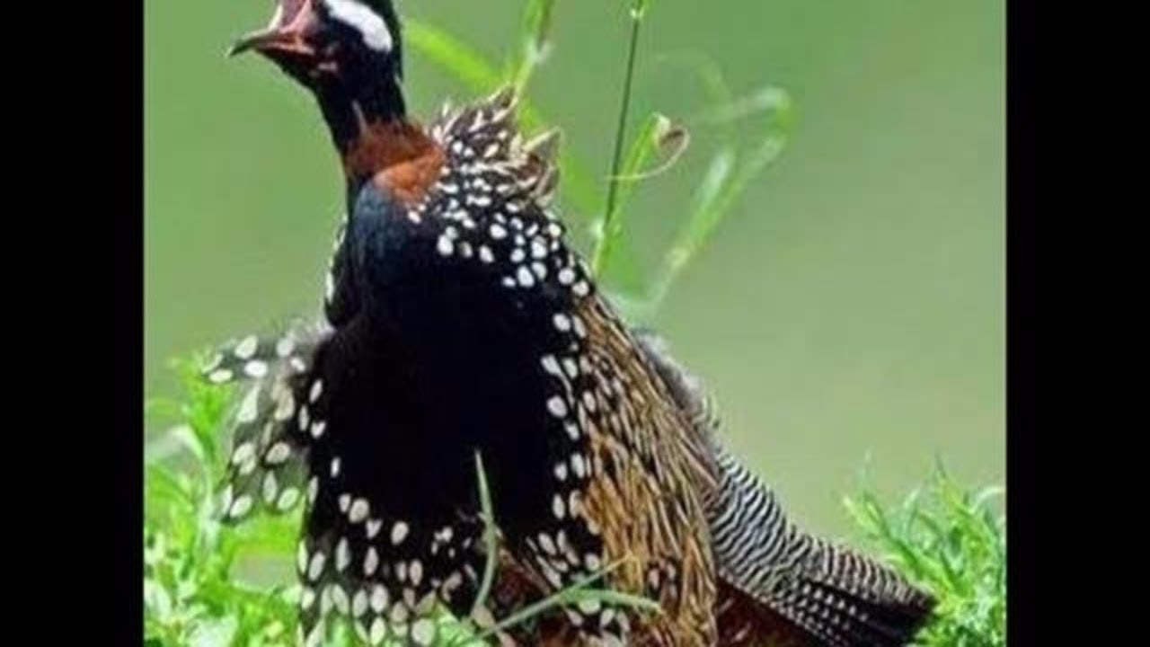 Training Of Black Francolin || Kala Teetar || new teetar 2017 - YouTube