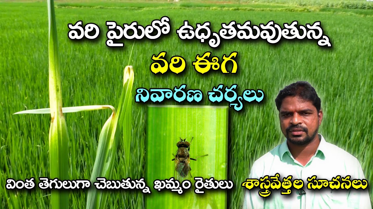 వరి పైరులో ఉధృతంగా వరి ఈగ నష్ఠం - నివారణ చర్యలు || How to Control Rice ...