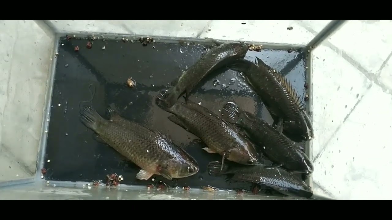 Rilis Ikan Paling Kuat Di Indonesia | Ikan Betok / Betik / Papuyu ...