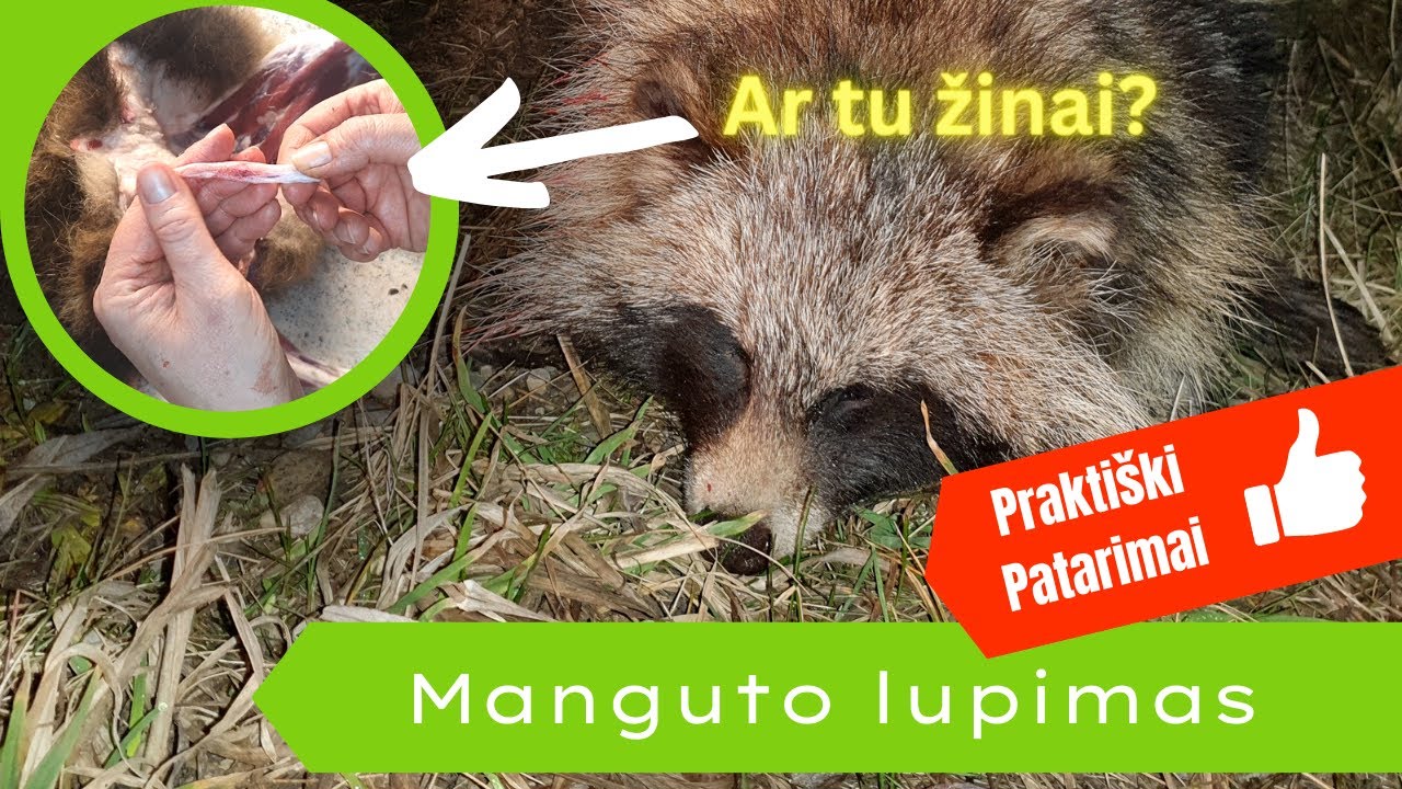 Verta išmokti. Manguto lupimas ir varpos kaulo išėmimas - YouTube