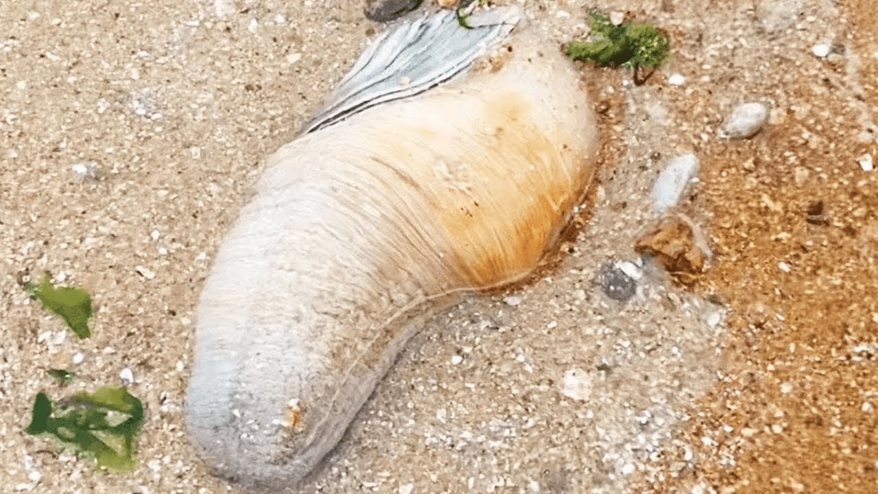 Various Shelled Shells, Conch, Crabs Are Gathered On The Sandy Beach On ...